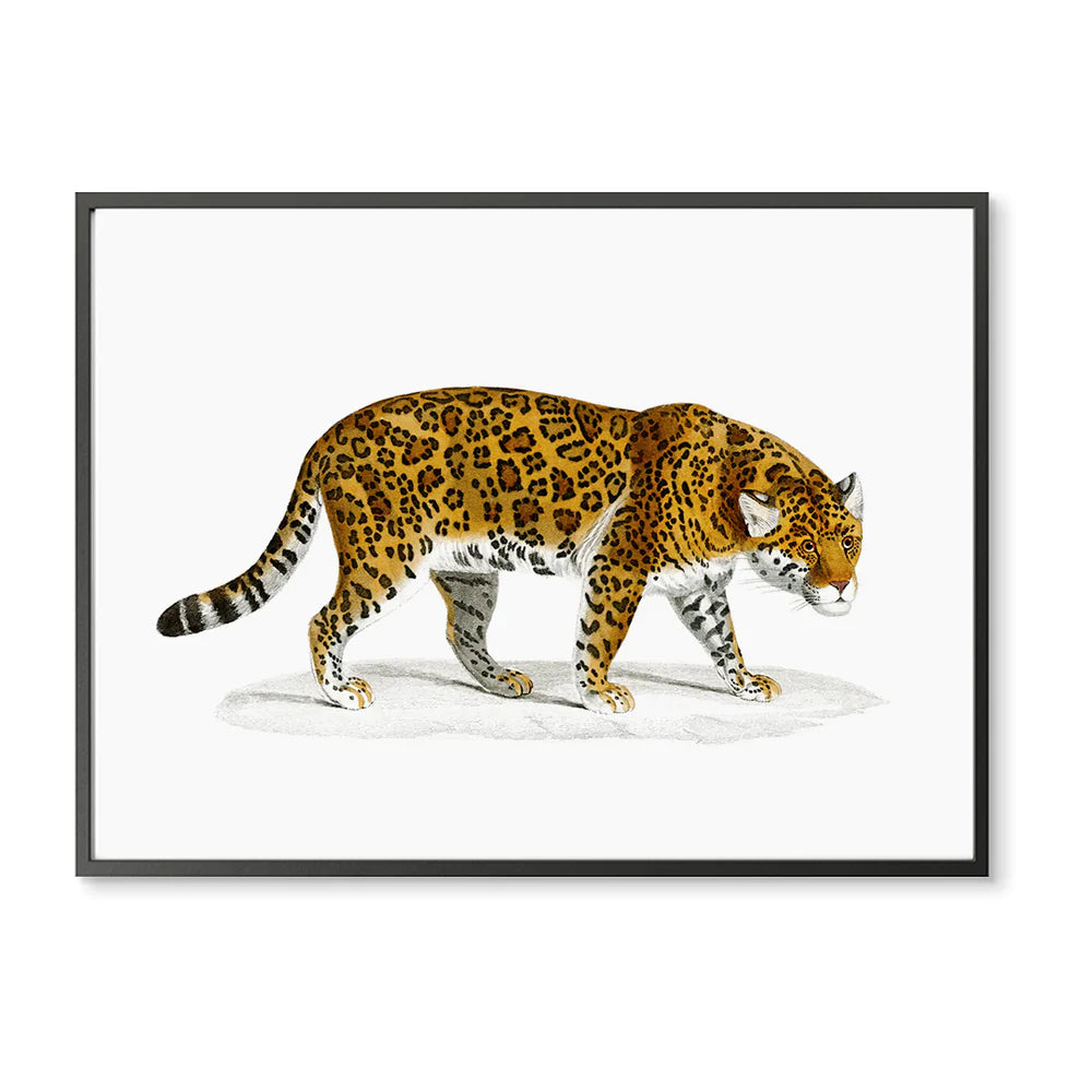 Vintage Big Cat Drawing – Auden & Avery