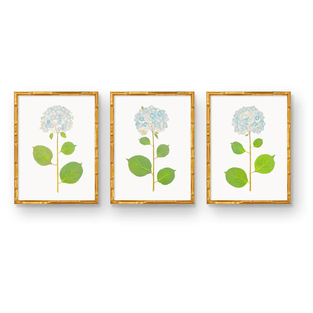 Live Hydrangea Trio Art Prints – Auden & Avery