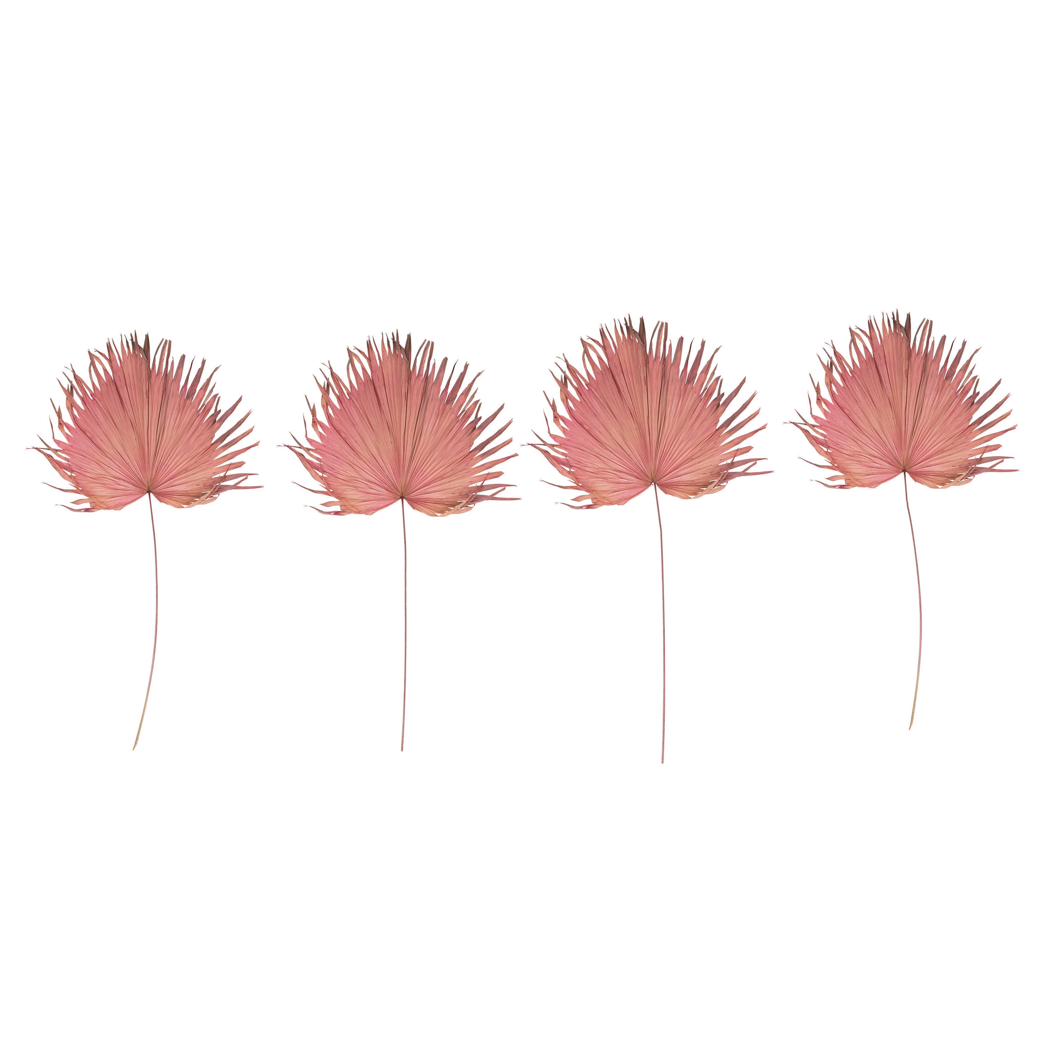 Dried Palm Leaf Stem - Raspberry Color DF5909 (Each One Will Vary ...
